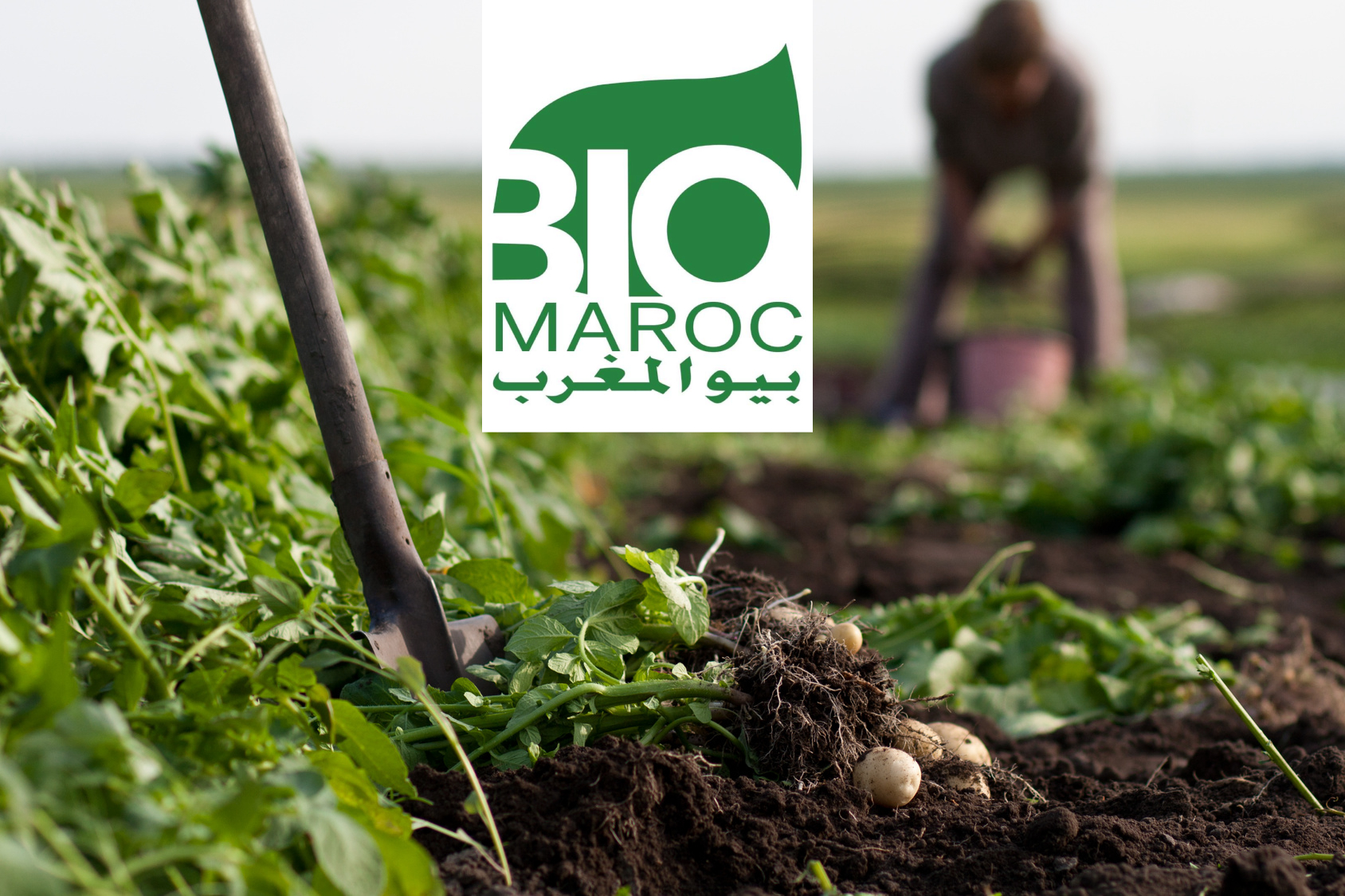 Maroc : agriculture bio. Comment bénéficier de l’aide à la ...