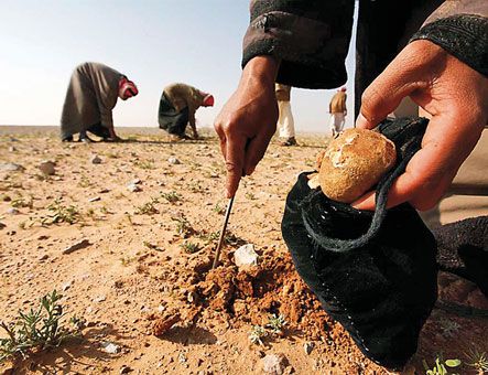 Tout savoir sur les Terfess ou truffes du Maroc : la culture, la ...